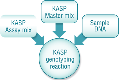 Lifomics | KASP Genotyping