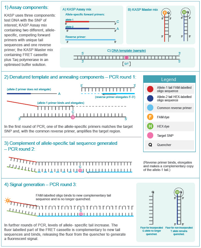 Lifomics Genotyping